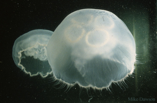 Semaeostomeae - The Scyphozoan
