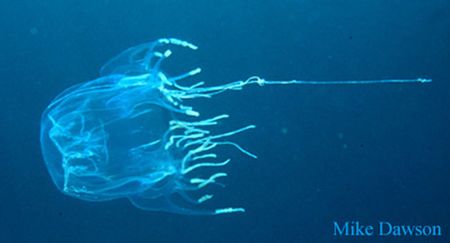 Cubomedusae - The Scyphozoan