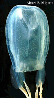 Cubomedusae - The Scyphozoan